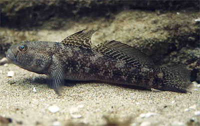 Fish of Crete at Aquaworld Aquarium - Hersonissos - Crete - Greece