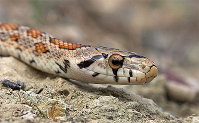 Reptiles of Crete at Aquaworld Aquarium - Hersonissos - Crete - Greece