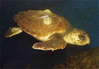 Reptiles of Crete at Aquaworld Aquarium - Hersonissos - Crete - Greece