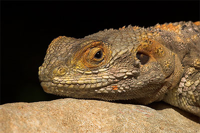 'Exotic' Reptiles at Aquaworld Aquarium - Hersonissos - Crete - Greece